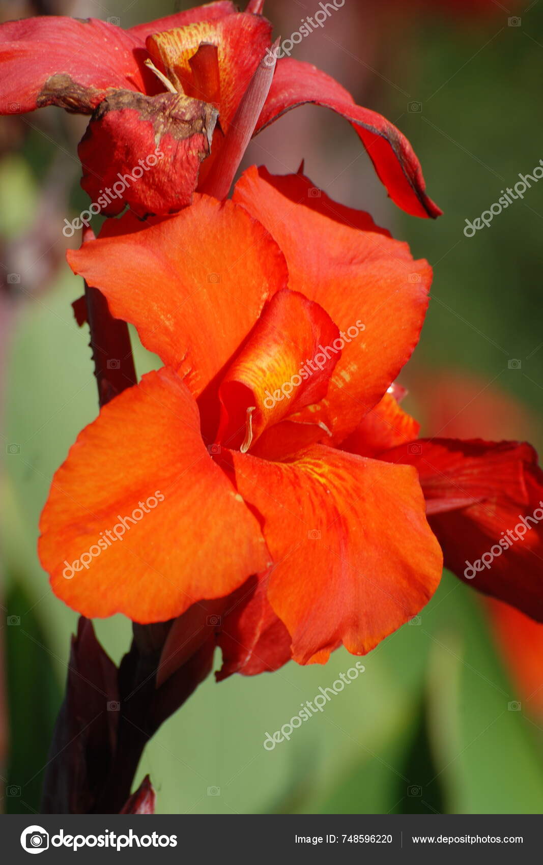 Canna Kana Canna Single Genus Plants Monotypic Cannaceae Family — Stock ...