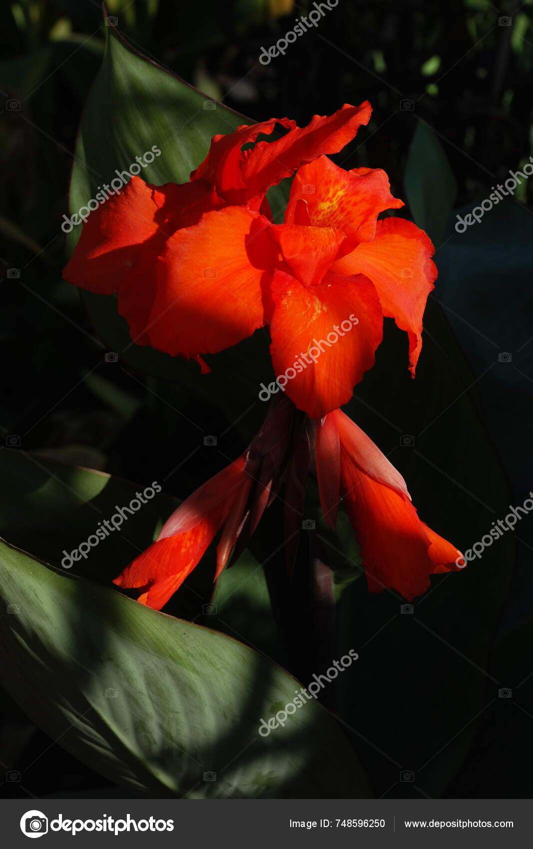 Canna Kana Canna Single Genus Plants Monotypic Cannaceae Family — Stock ...