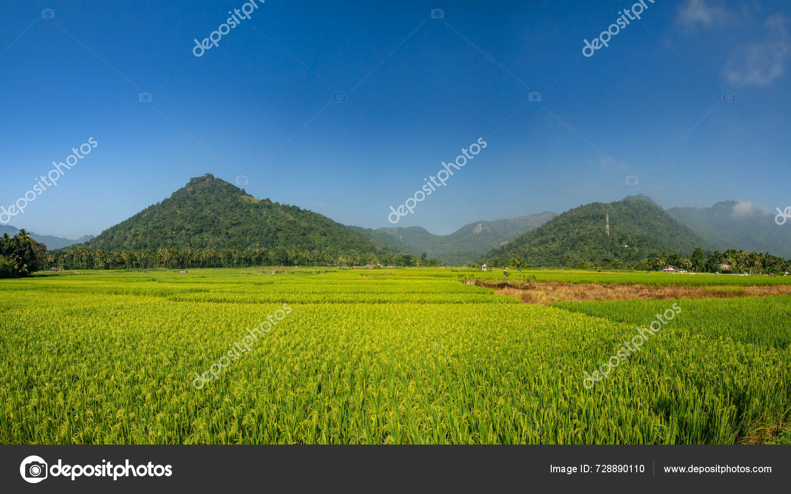 Sri Lanka Ceylon Island Local Landscape Rice Field Natural Panorama ...
