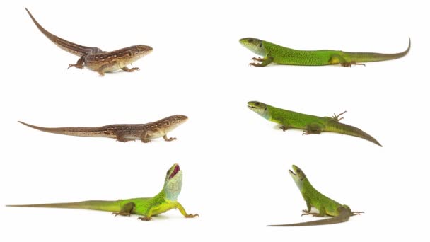 Lizard Isolated White Background Screen Stock Video Footage by ©TRSTOK ...