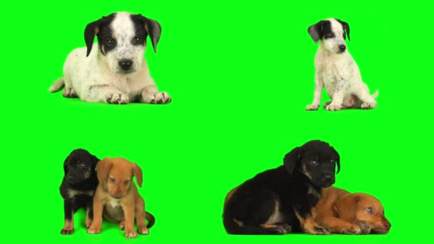 284 Green screen dogs Videos, Royalty-free Stock Green screen dogs ...