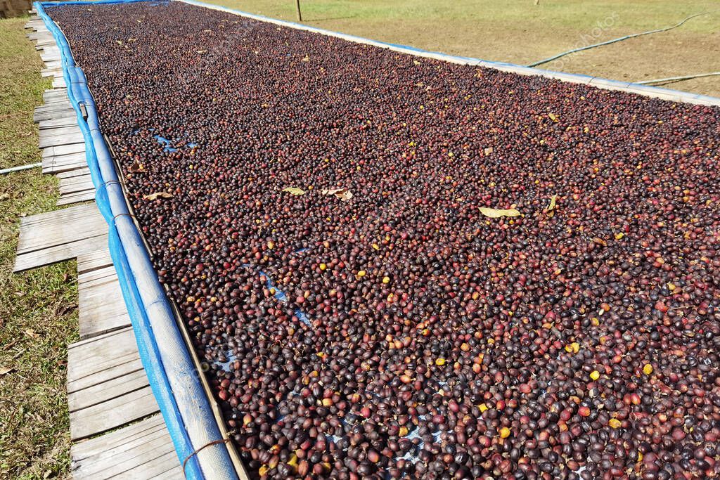 Los granos de café se secan al sol 2023