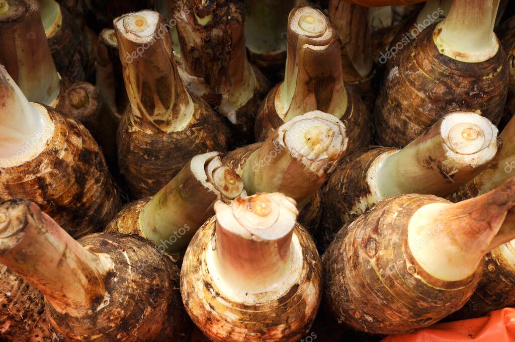Taro corms recogidos por los agricultores. Taro también conocido como ...