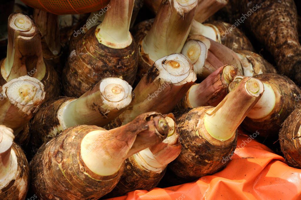 Taro corms recogidos por los agricultores. Taro también conocido como ...