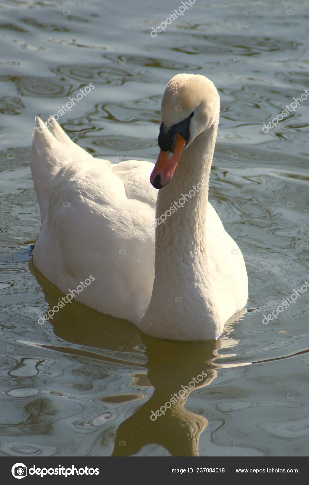 Labut Zamecke Zahrade Teplice Ceska Republika — Stock Photo © horcic ...