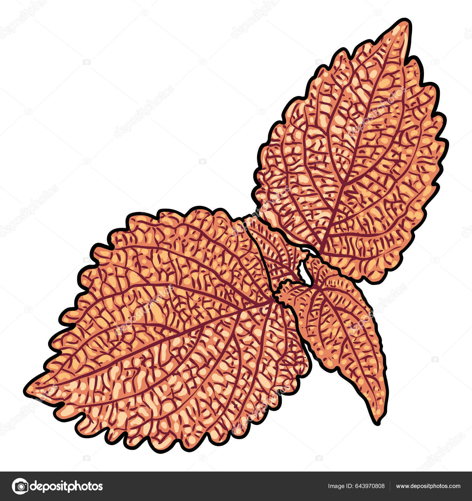 Coleus Painted Nettles Leaves Solenostemon Plant Herbs Plectranthus ...