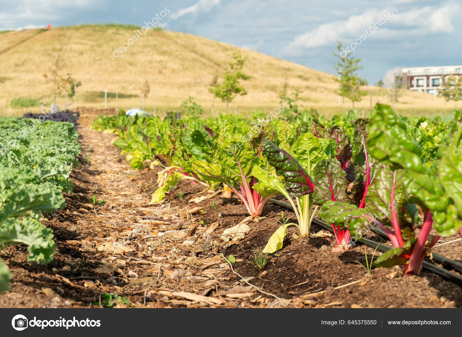 Red And Yellow Soil Crops