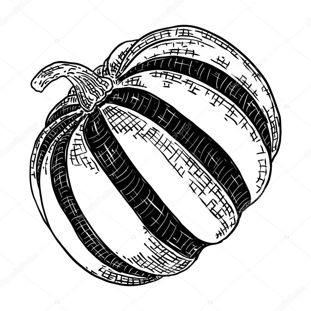 Dibujo a mano de calabaza o calabaza. Ilustración de la cosecha de ...