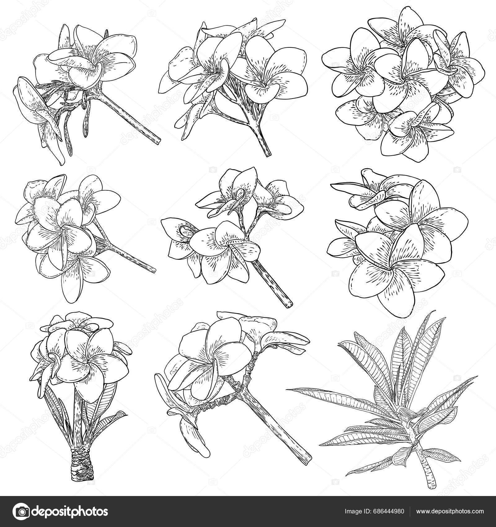 Jungel Blomster Tegninger Tropiske Blomster Balinesisk Flora Gratis