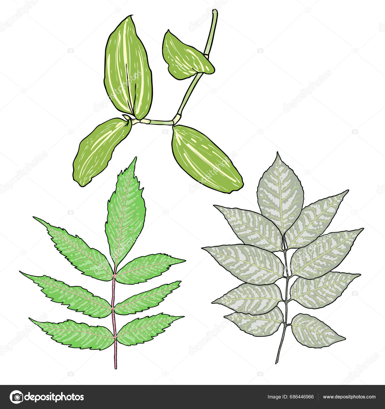 Set Leaves Branch Hand Drawing Watercolour Imitation Floral Design ...