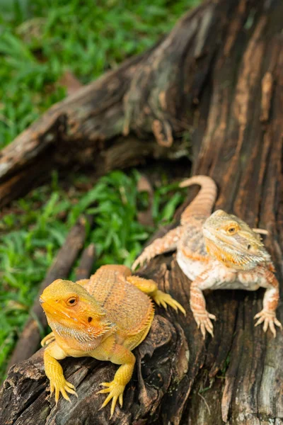 Bearded dragon family Stock Photos, Royalty Free Bearded dragon family ...