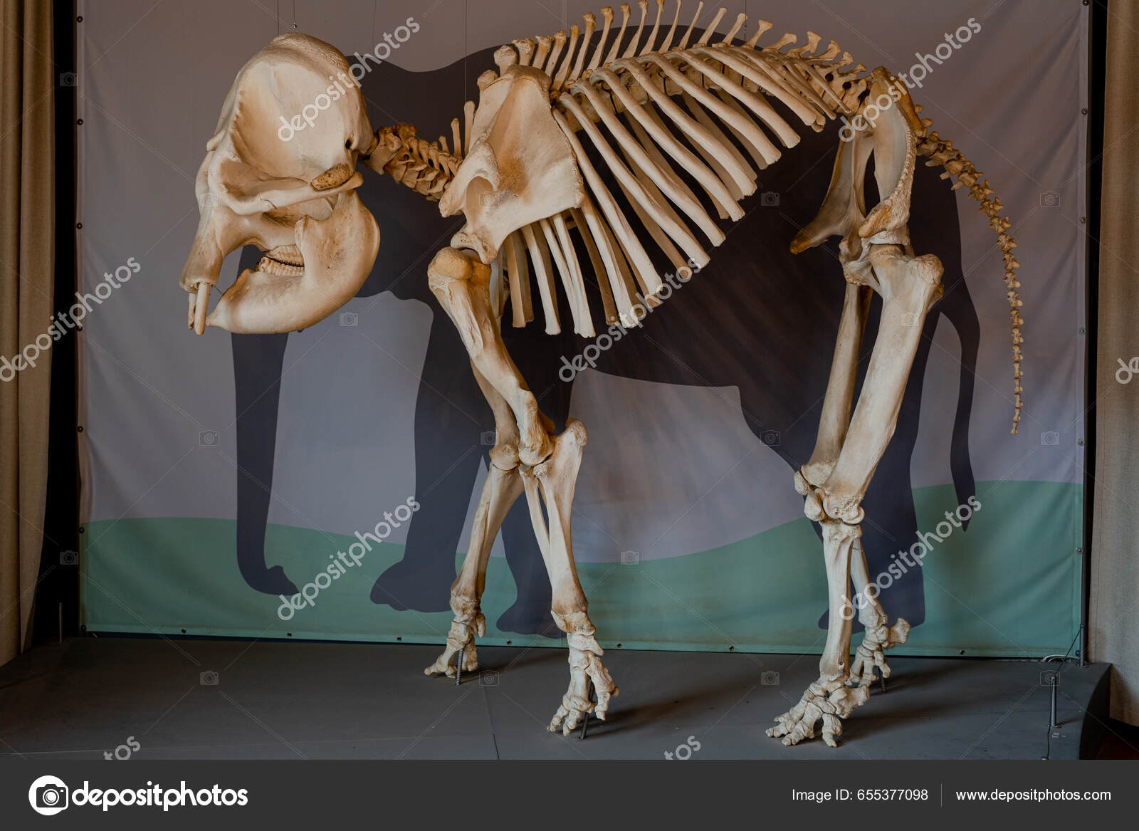 Elephant Skeleton
