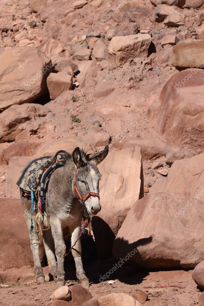 Burros que trabajan como animales de transporte y de carga en Petra ...