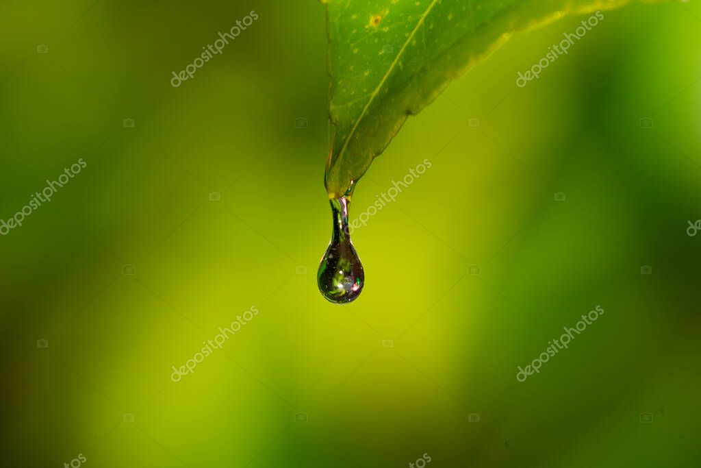 Drop of water at the tip of a green leaf. Vegetation wet from the rain ...