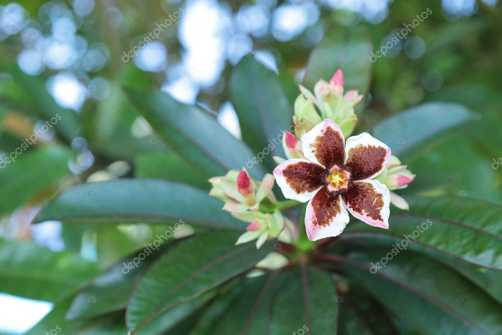 Flores rojas de Dyera floreciendo en el árbol. Hermoso grupo de flores ...