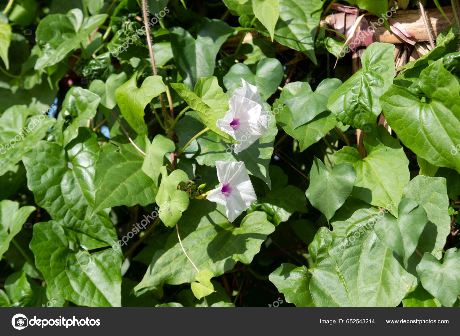 White Morning Glory Leaves