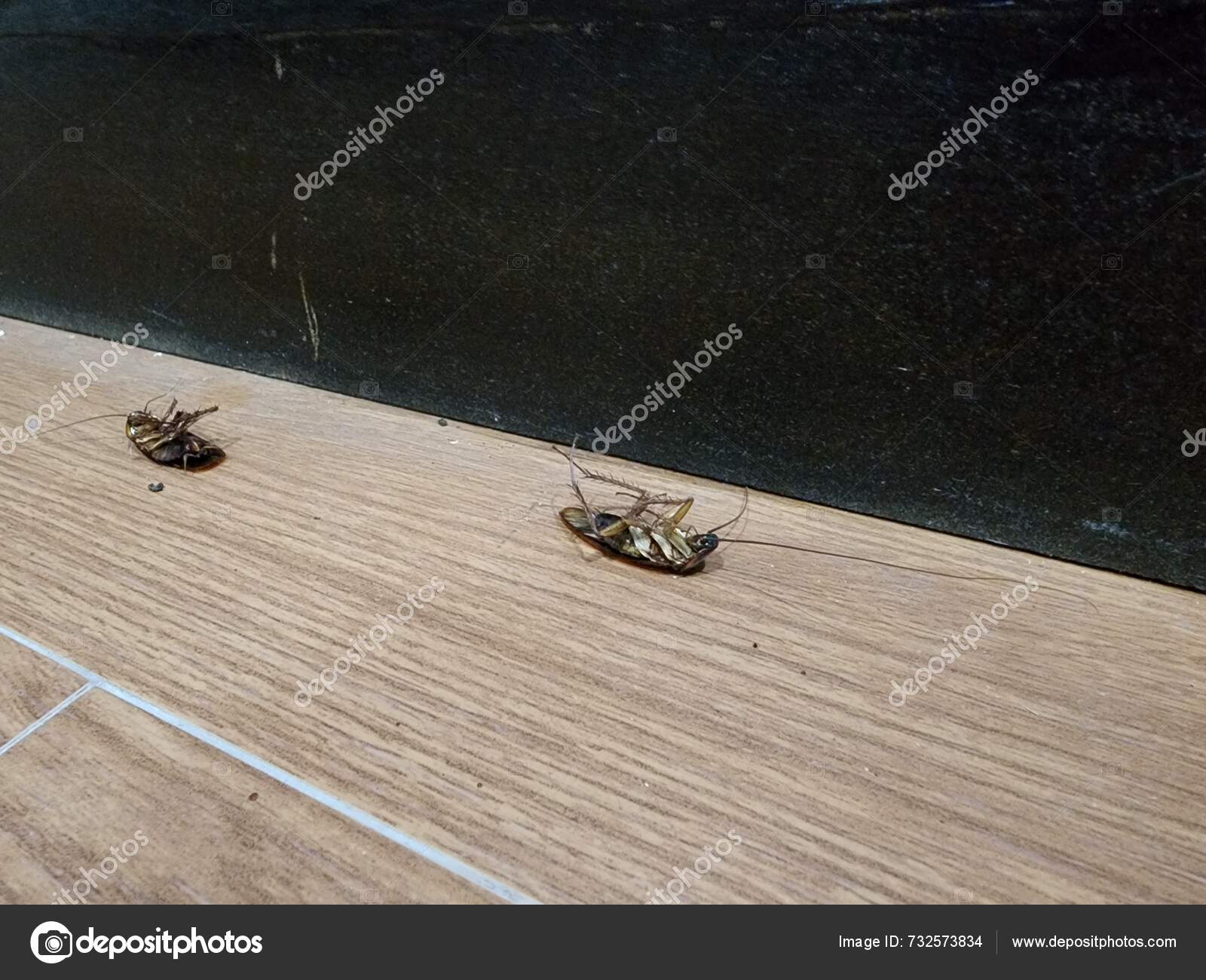 Cockroaches Carriers Spread Harmful Bacteria Which Major Cause ...