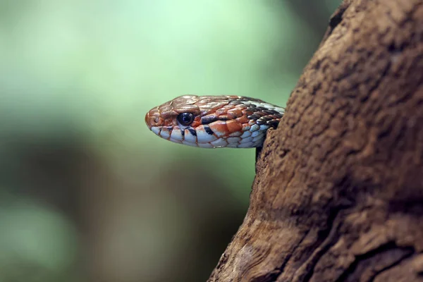 Crested snake images libres de droit, photos de Crested snake ...