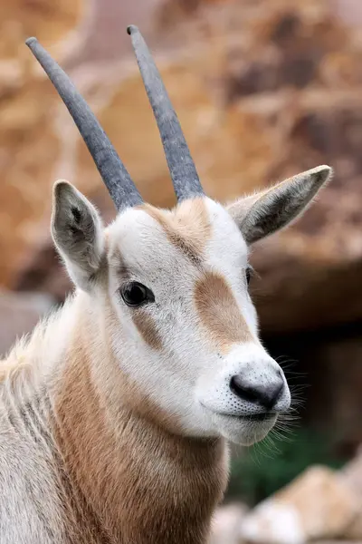 Spiral horned goat Stock Photos, Royalty Free Spiral horned goat Images ...