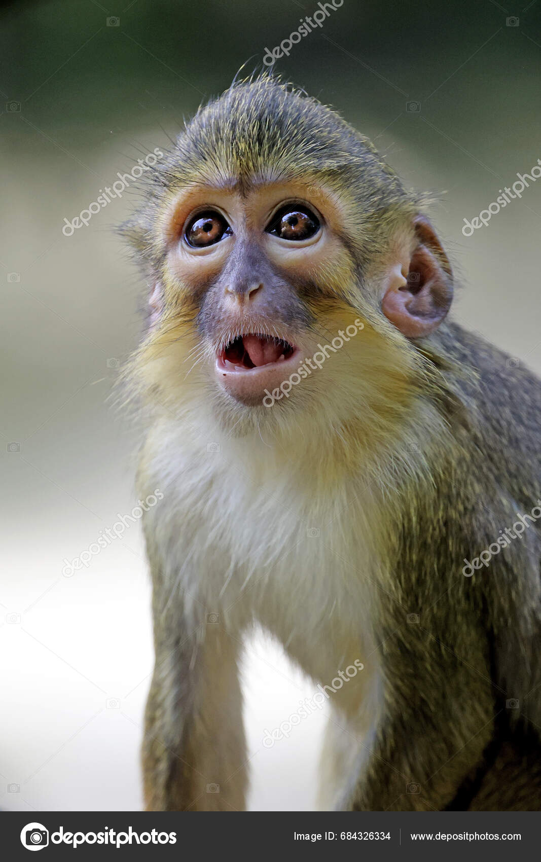 Gabon Talapoin Miopithecus Ogouensis Also Known Northern Talapoin ...