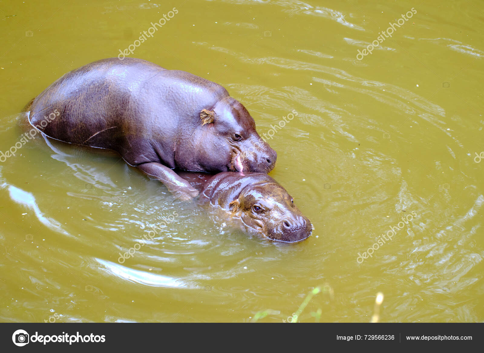 Pareja Hipopótamos Pigmeos Choeropsis Liberiensis Copulando Oscuro ...