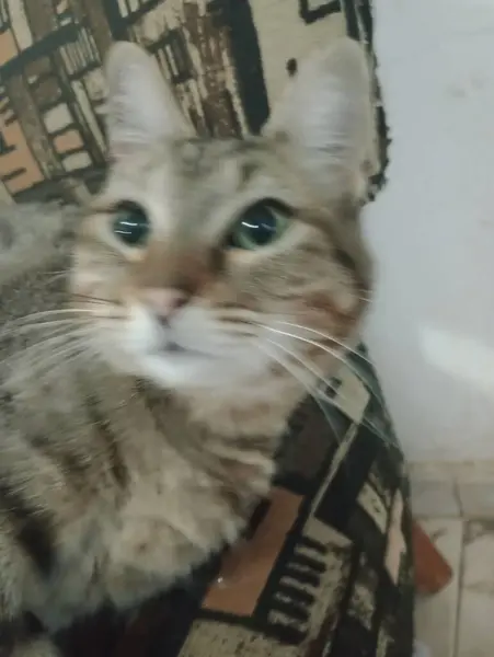 Imagens de Mrkittys al sem royalties | Depositphotos