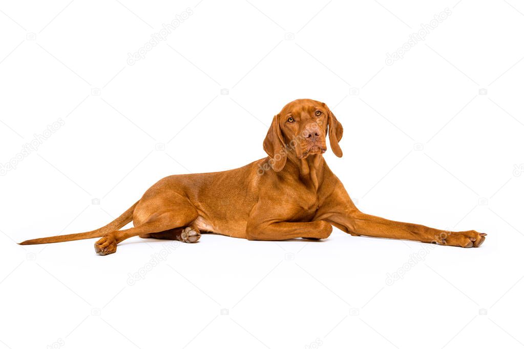 Hermoso perro húngaro vizsla estudio de cuerpo entero retrato. Perro ...