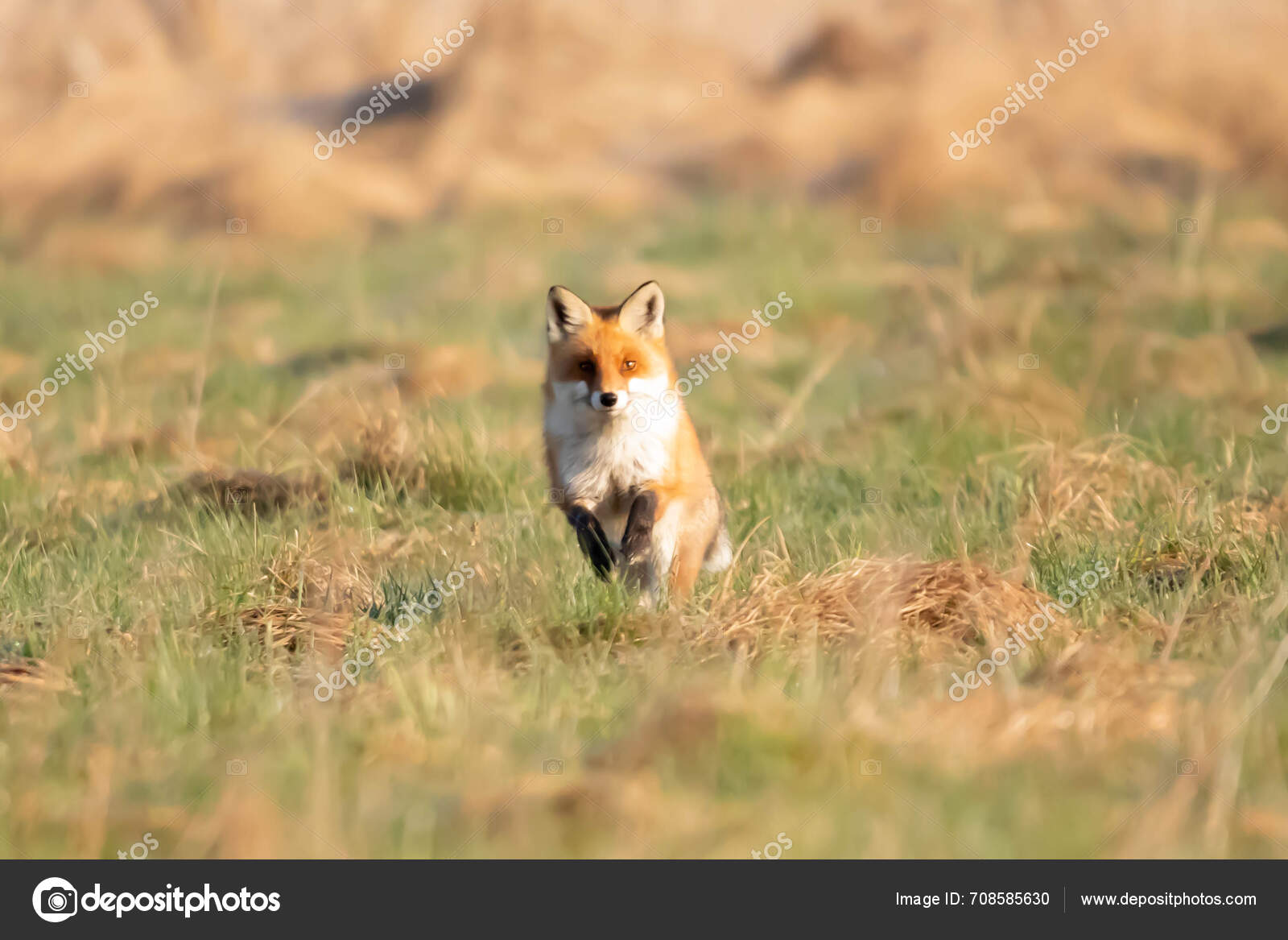 Lis Rudy Lis Pospolity Vulpes Vulpes — Stock Photo © Shrek44 #708585630
