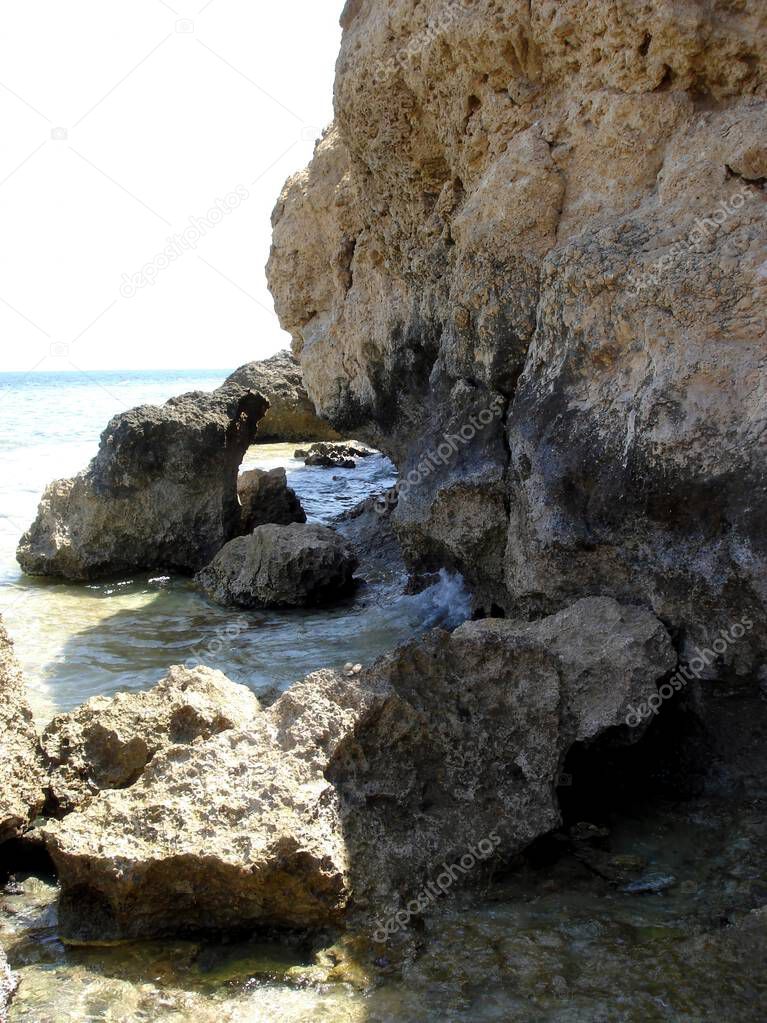 Los peces tropicales de colores brillantes se mueven con gracia a ...