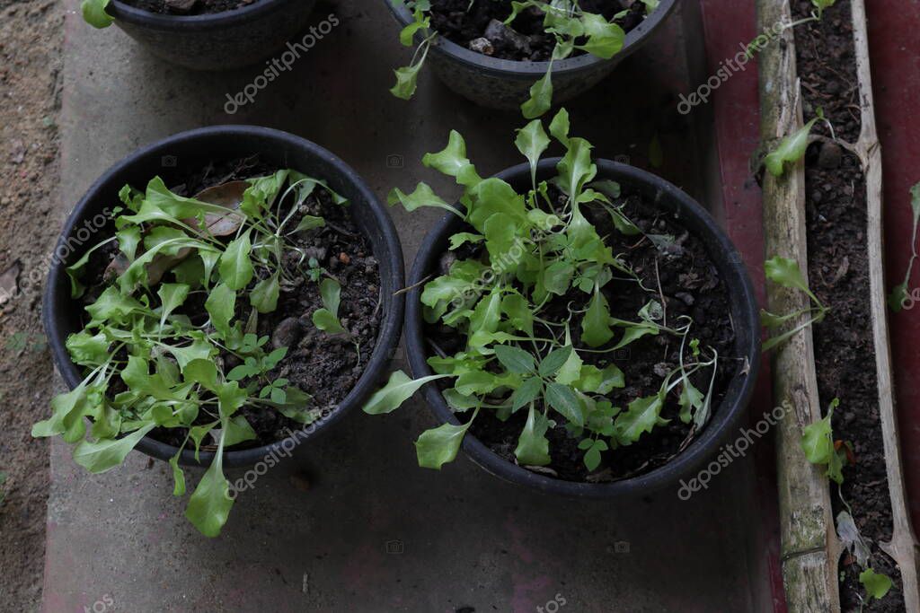 Pequeñas plantas de rábano cultivadas en casa que crecen en macetas de ...