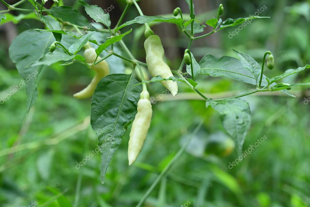 Una rama de chile tailandés blanco con las vainas de chile blanco en ...
