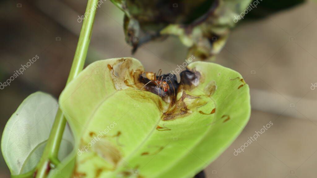 Vista de una hormiga tejedora roja imitando araña saltarina (Myrmaplata ...