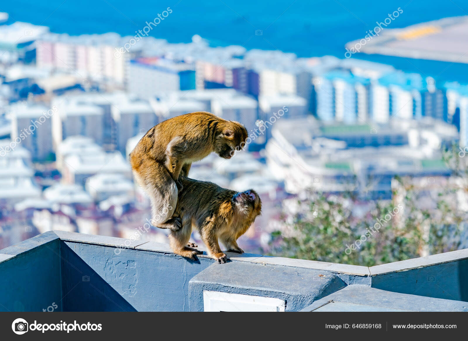 Barbary Macaque Mating