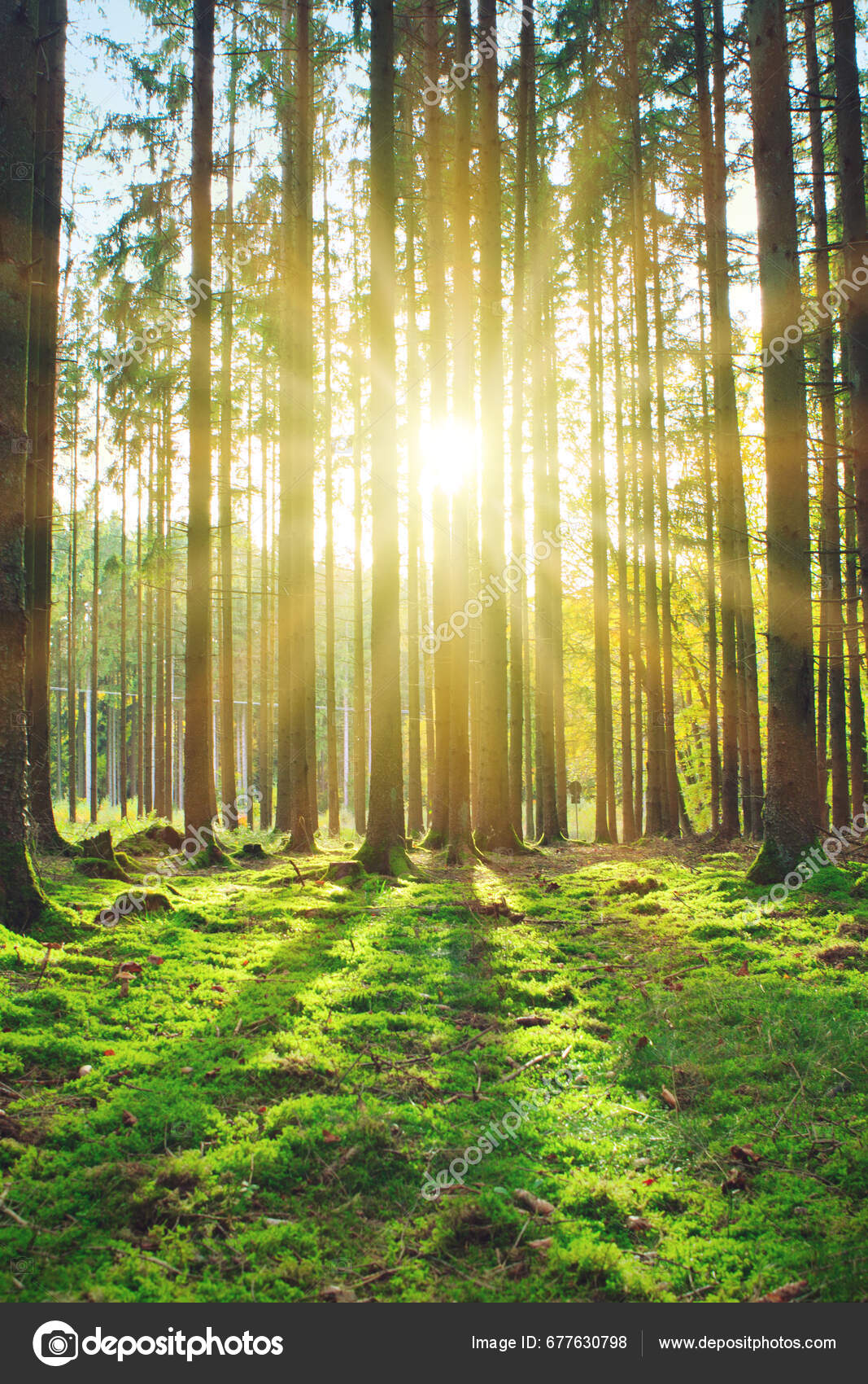 Beautiful Forest Background Sun Rays Stock Photo by ©swkunst 677630798