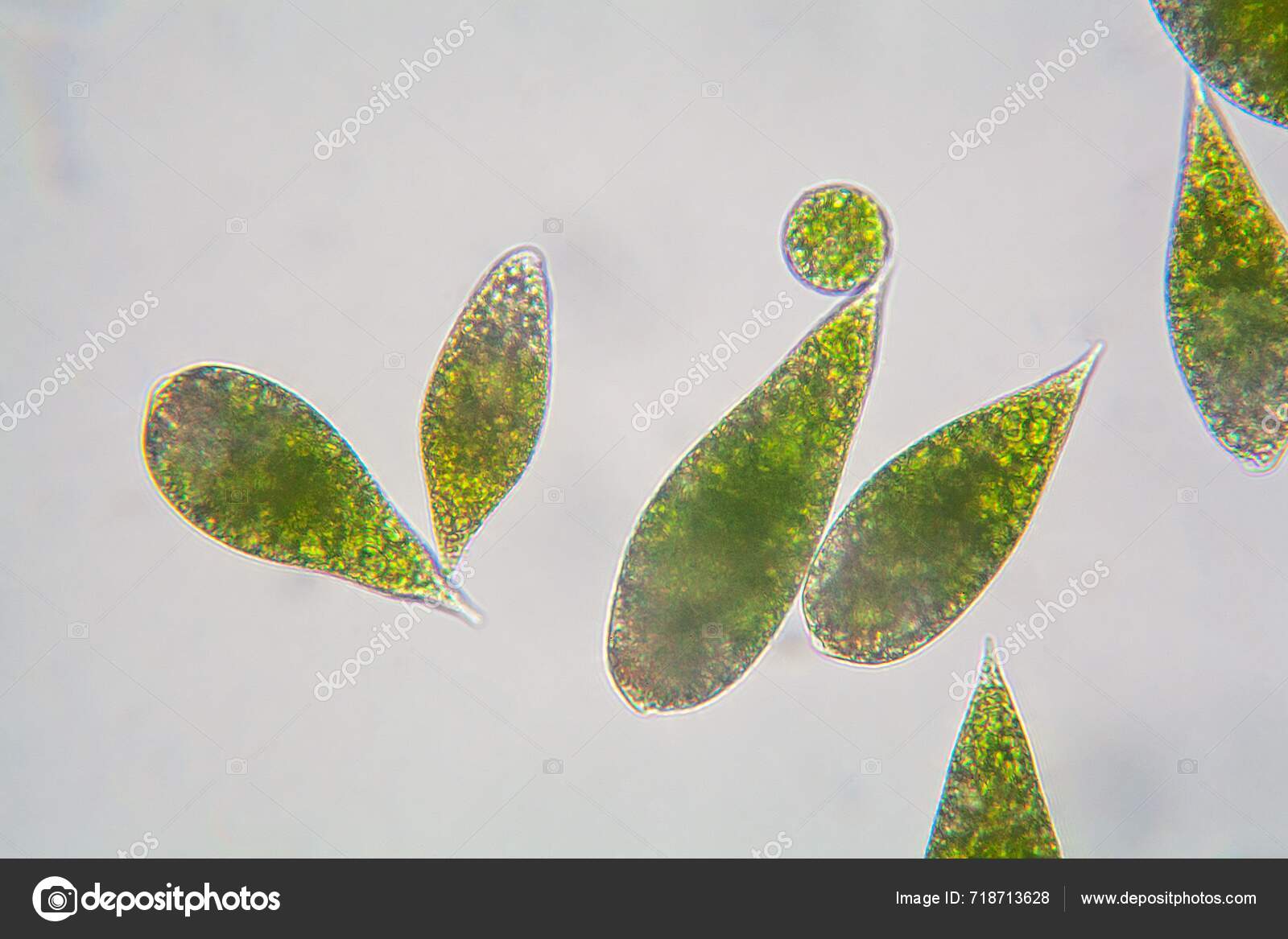 Euglena Single Cell Flagellate Eukaryotes Microscope — Stock Photo ...