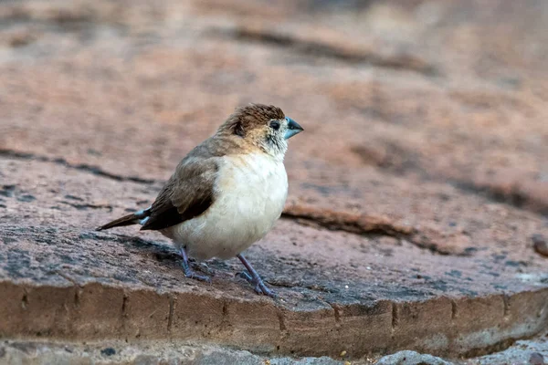 Indian silverbill or white-throated munia Euodice malabarica observed ...