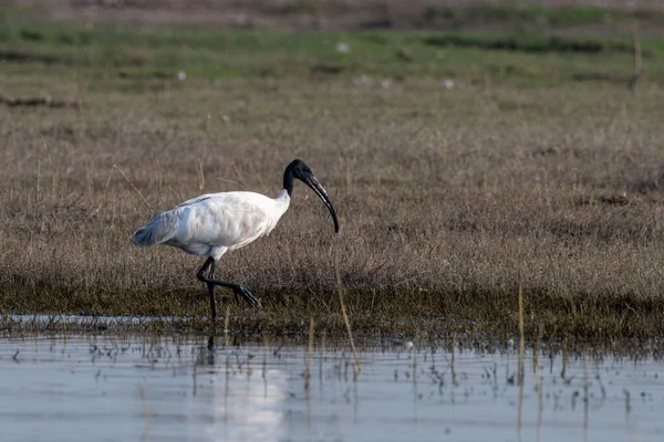 Black-headed ibis (Threskiornis melanocephalus), also known as the ...