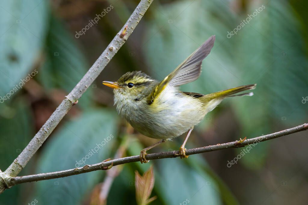 El curruca foliar de Blyth (Phylloscopus reguloides) observado en las ...