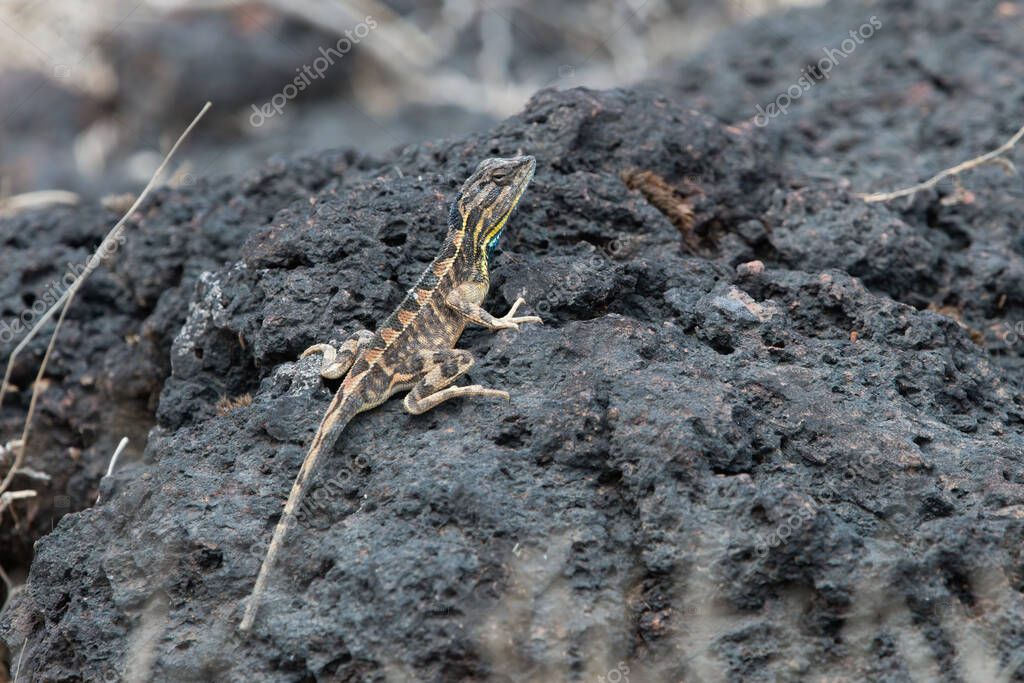 Sarada superba, the superb large fan-throated lizard, is a species of ...