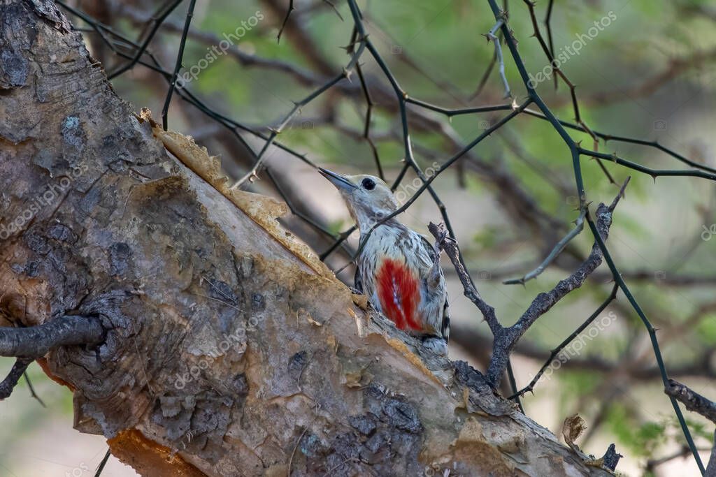 Pájaro carpintero de corona amarilla (Leiopicus mahrattensis) o Pájaro ...