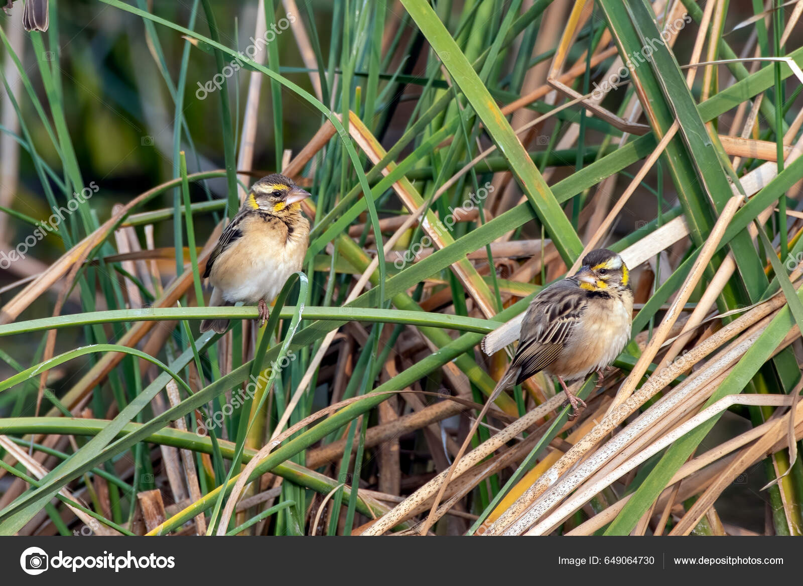 Black Breasted Weaver Ploceus Benghalensis Also Known Bengal Weaver ...
