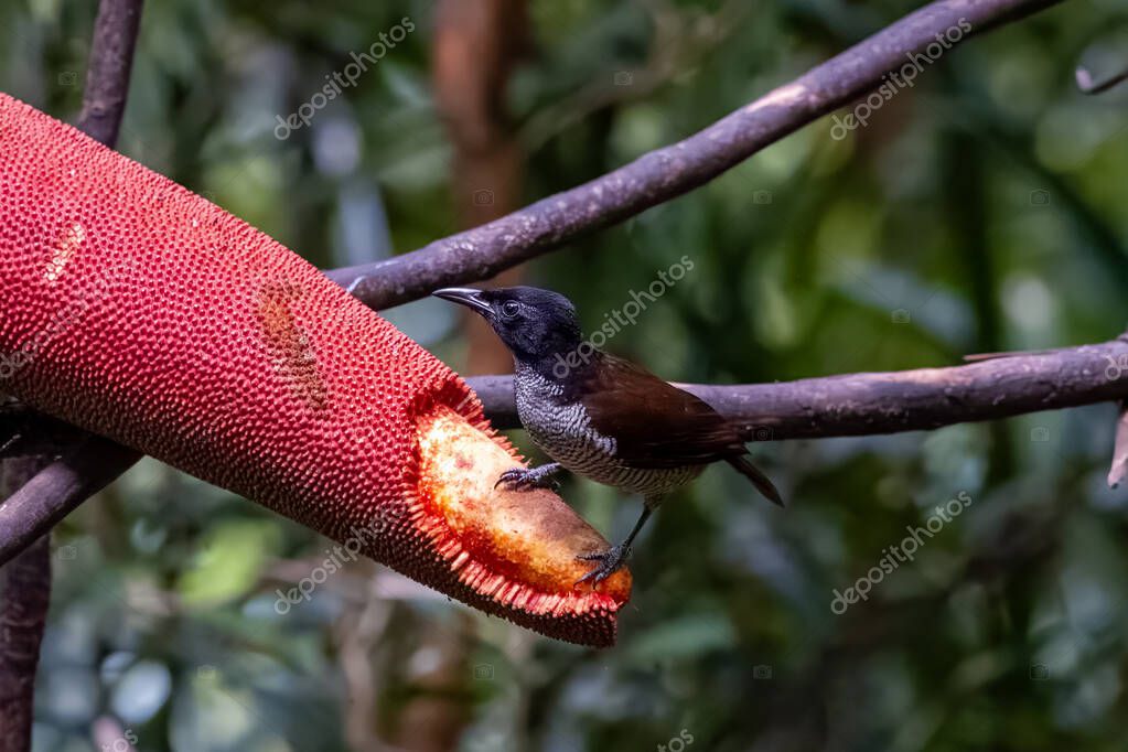 Vogelkop Lophorina es una especie de ave paseriforme de la familia ...