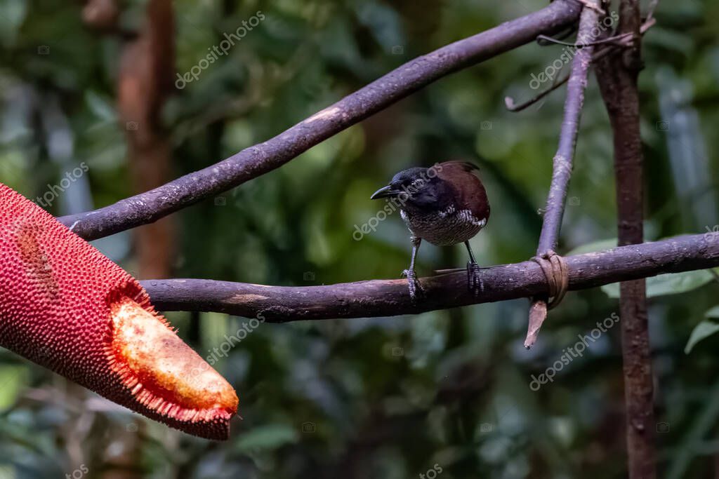 Vogelkop Lophorina es una especie de ave paseriforme de la familia ...