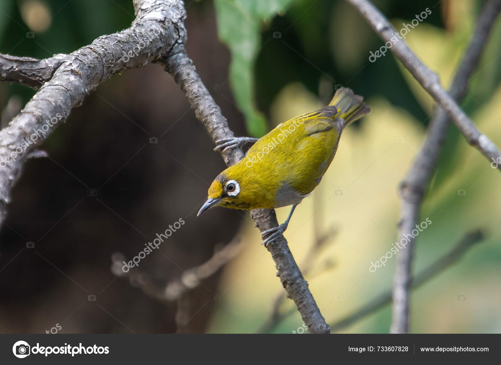 Indian White Eye Zosterops Palpebrosus Oriental White Eye Binsar ...