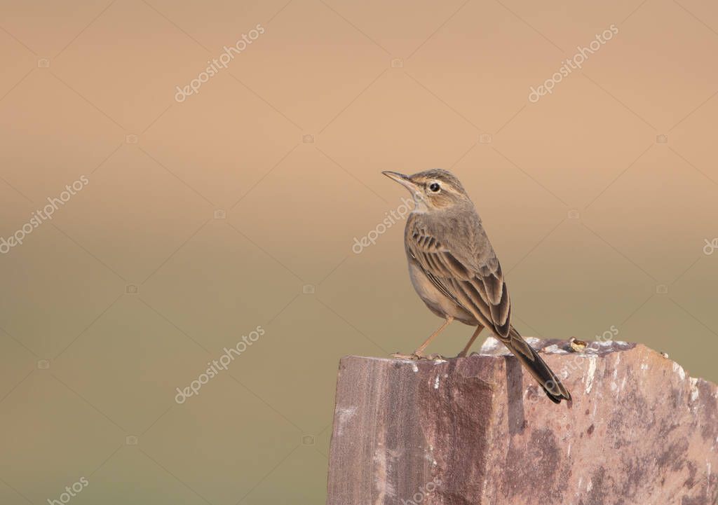 Pipit de pico largo o de roca marrón (Anthus similis) en el Parque ...