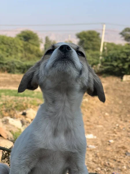 Bogey fotos de stock, imágenes de Bogey sin royalties | Depositphotos