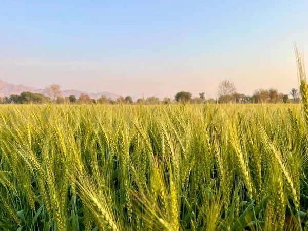 Wheat farming in india Stock Photos, Royalty Free Wheat farming in ...