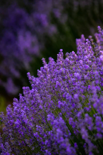 Fotos de Violetas perfumadas, Imagens de Violetas perfumadas sem ...