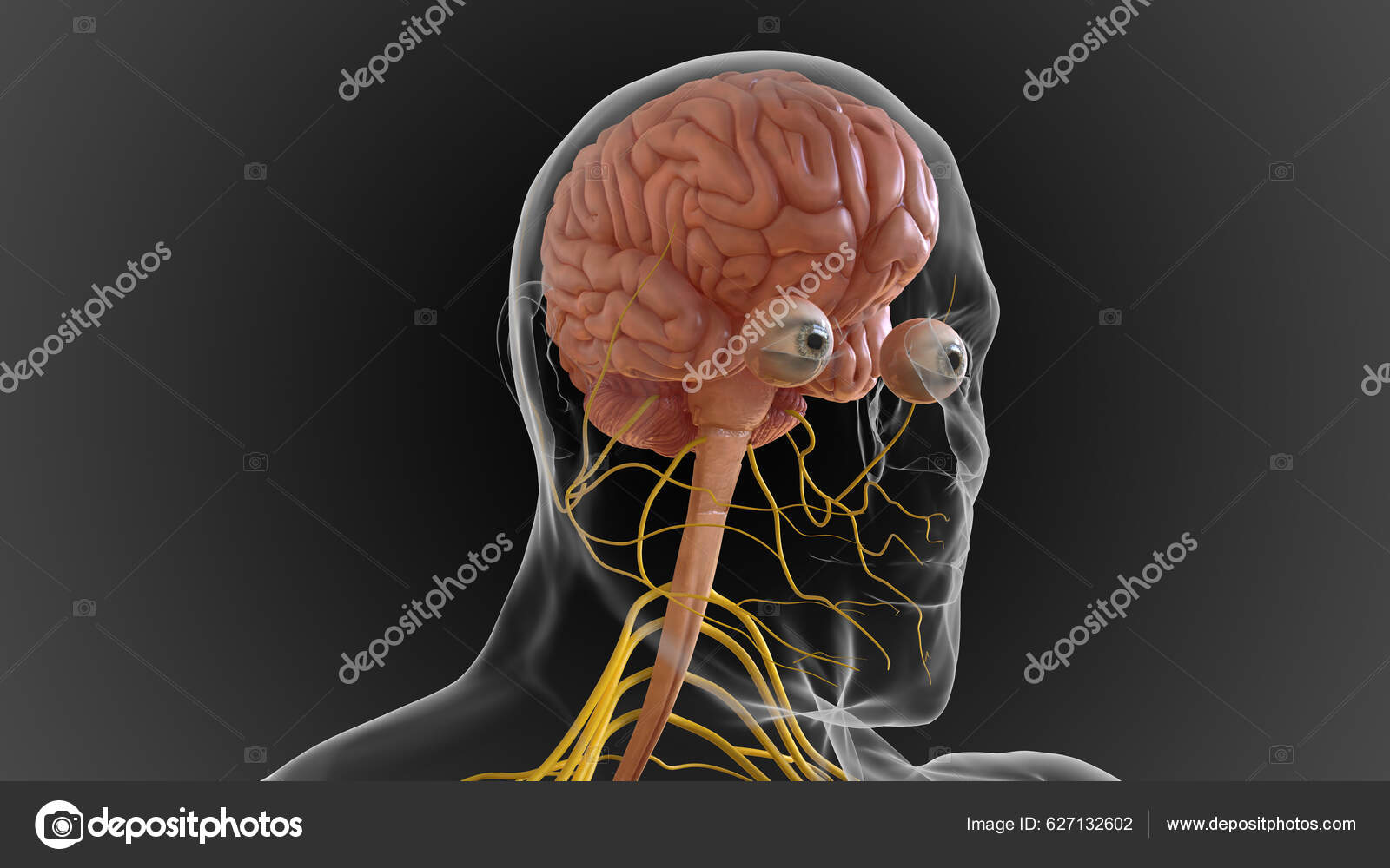 Central Nervous System 3d