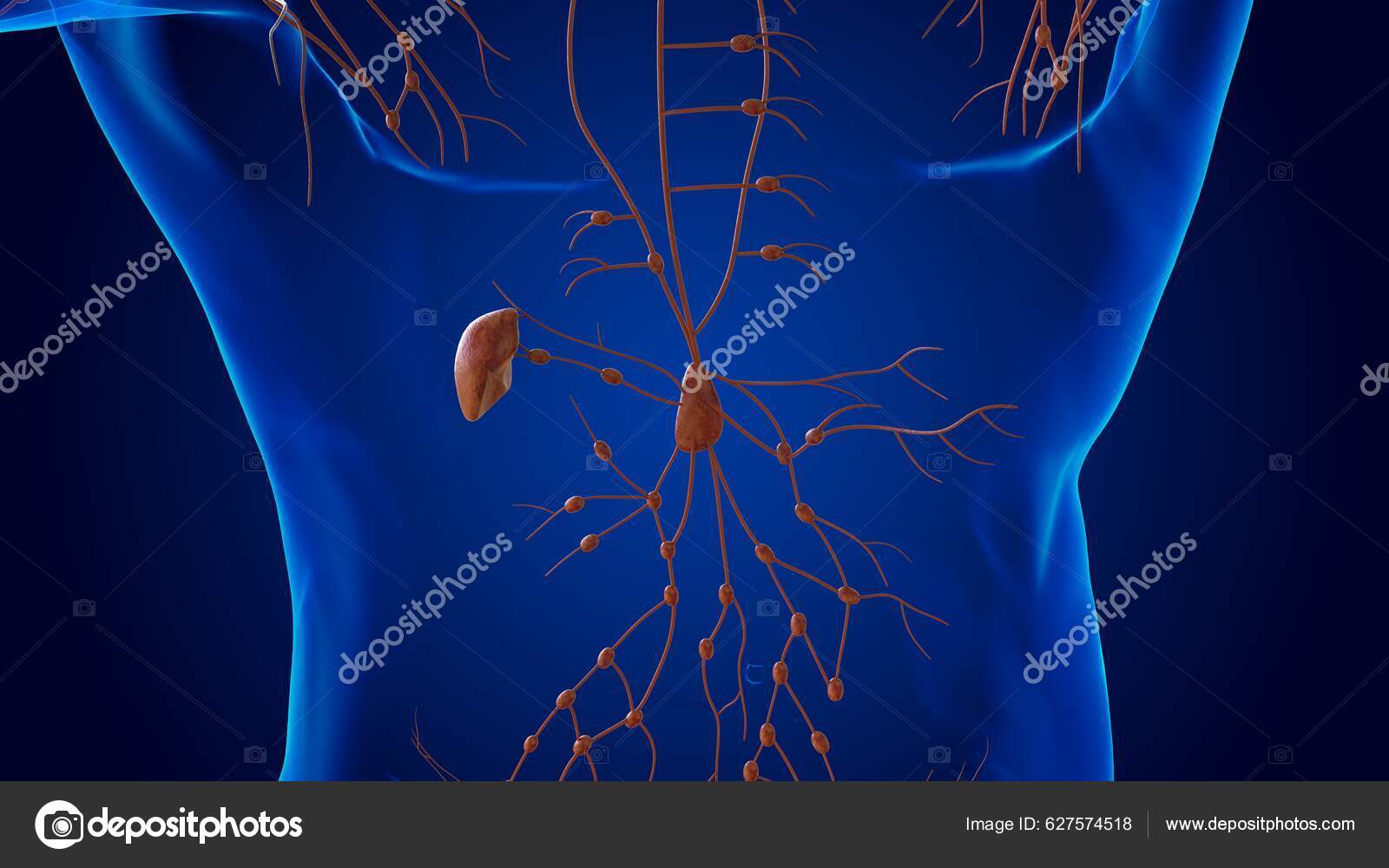 Human Damage Lymph Nodes Anatomy Medical Concept Illustration Stock ...